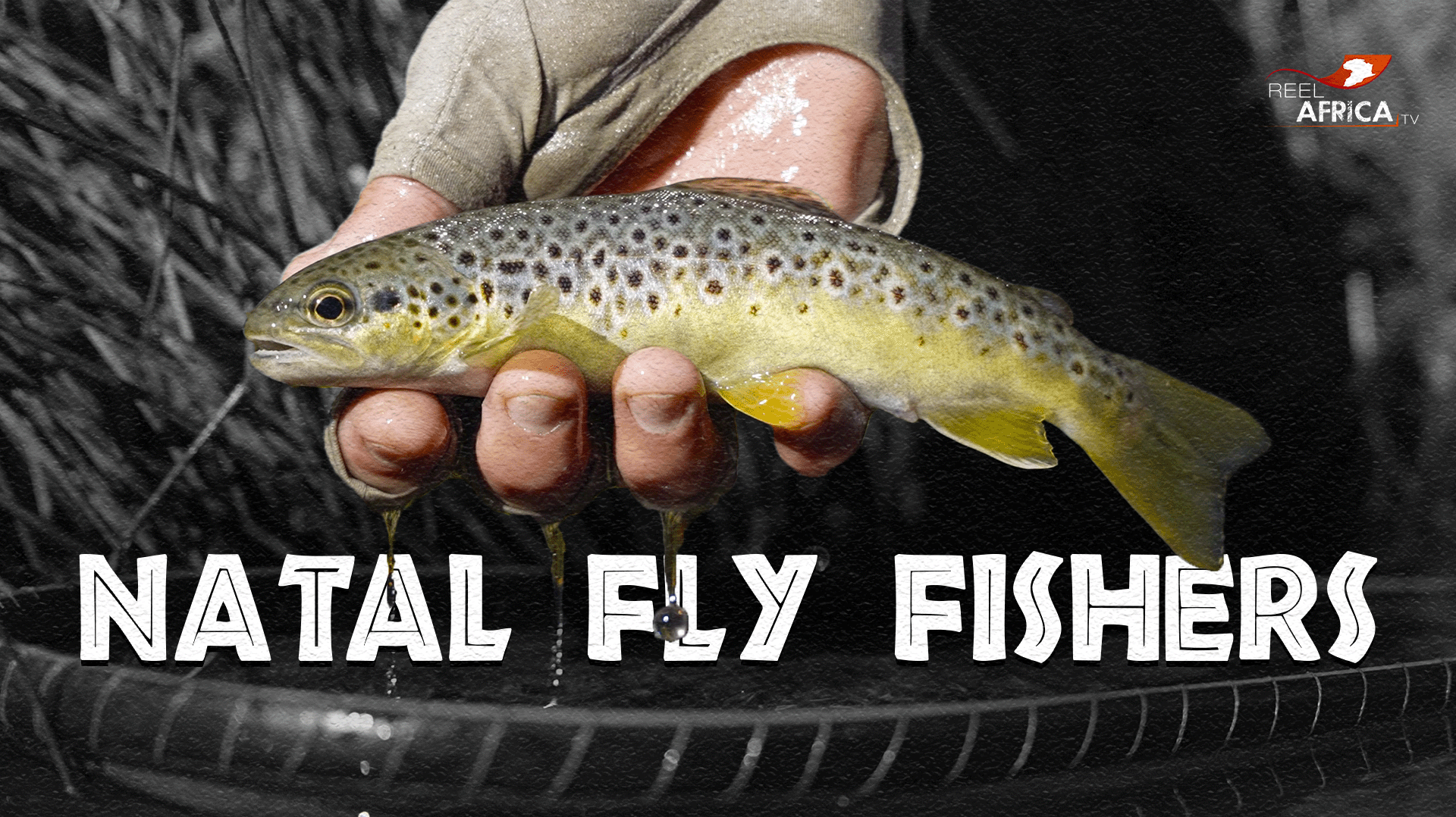 Natal Fly Fishers - Fishtube TV